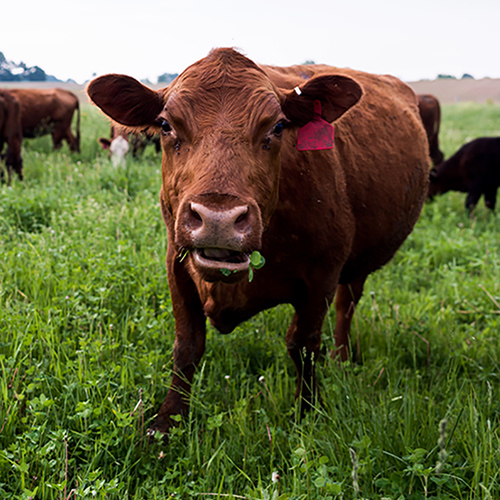 - Canadian Beef