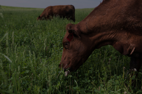 cow-1 - Canadian Beef